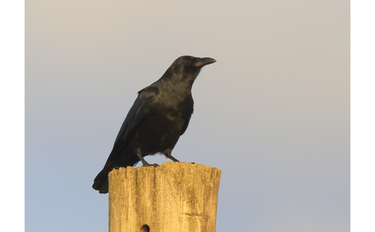 February 2018 | Photo Essay: The American Crow