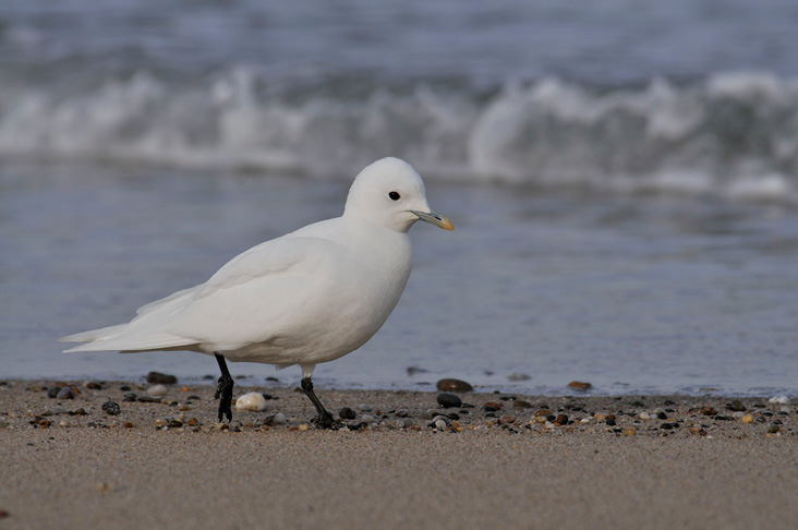 October 2019 | Photo Essay: Birds of Mid-Cape Cod