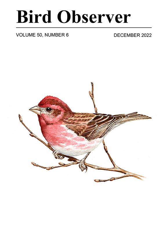 Bird Observer - New England Birding Journal