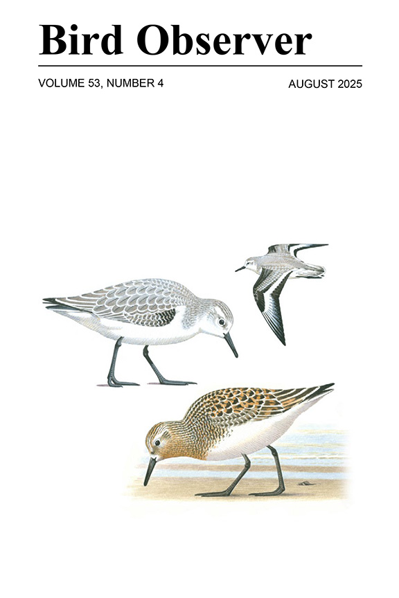 August 2025 | Updated New England Shorebird Guide