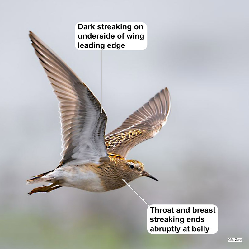 Pectoral Sandpiper In Flight Season Summaries — James Bay Shorebird